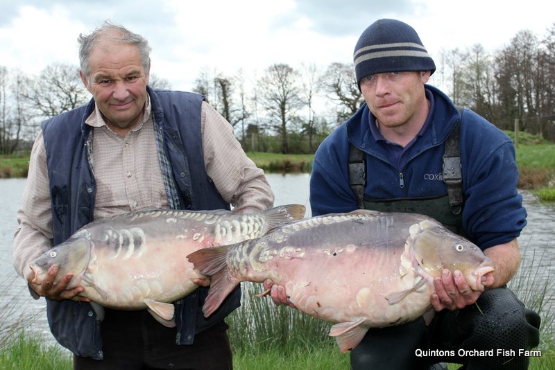 Carp Fish Farm UK - Quintons Orchard Fish Farm