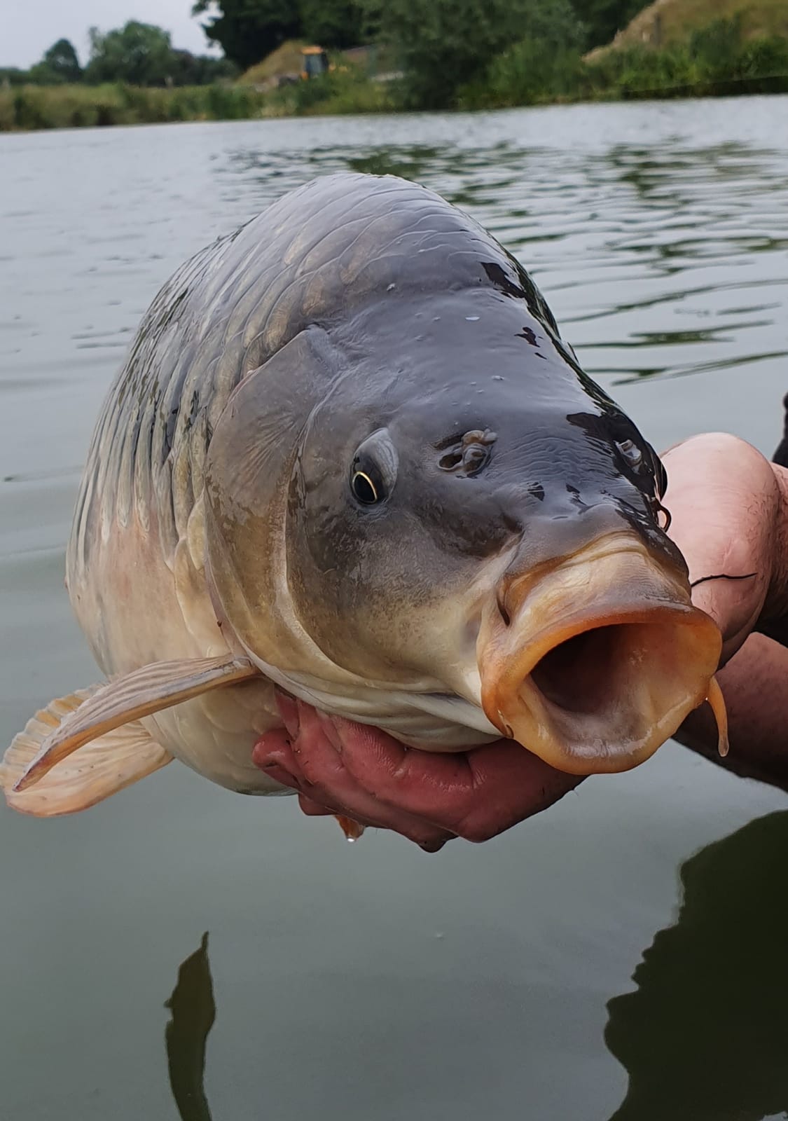 Carp Fish Farm UK - Quintons Orchard Fish Farm